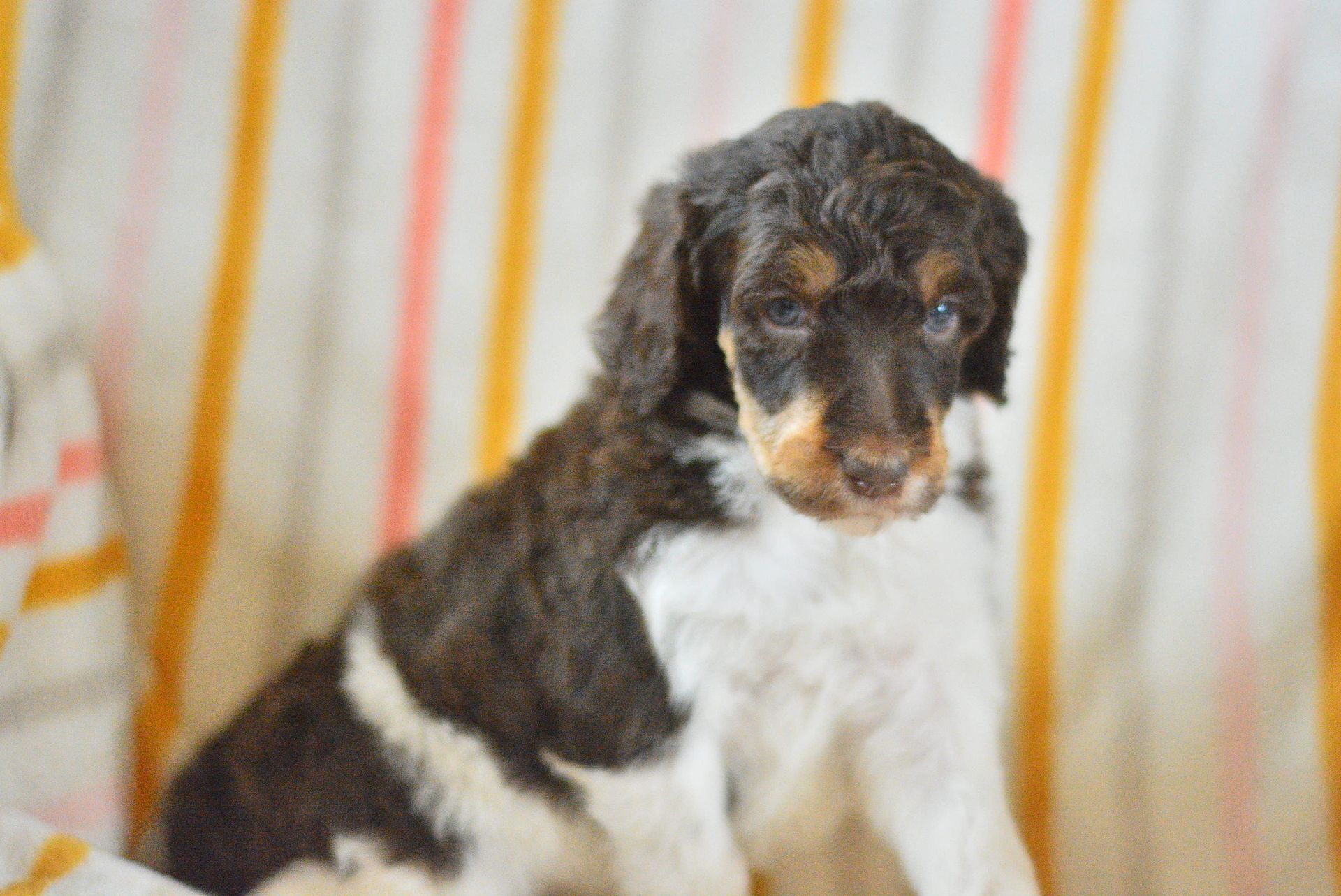 Standard Poodle Puppies | PTK Ranch