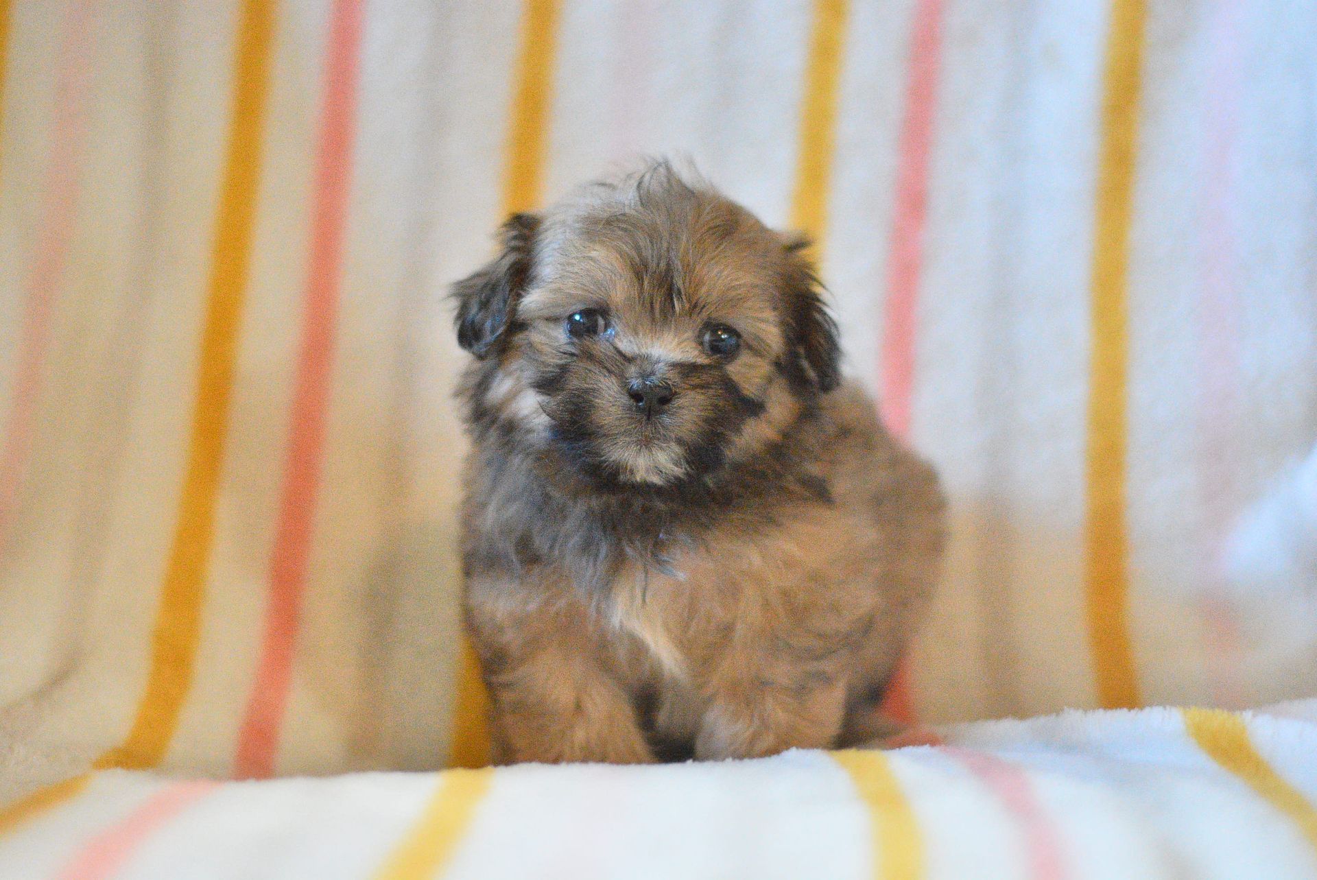 Teddy Bear Colors | PTK Ranch