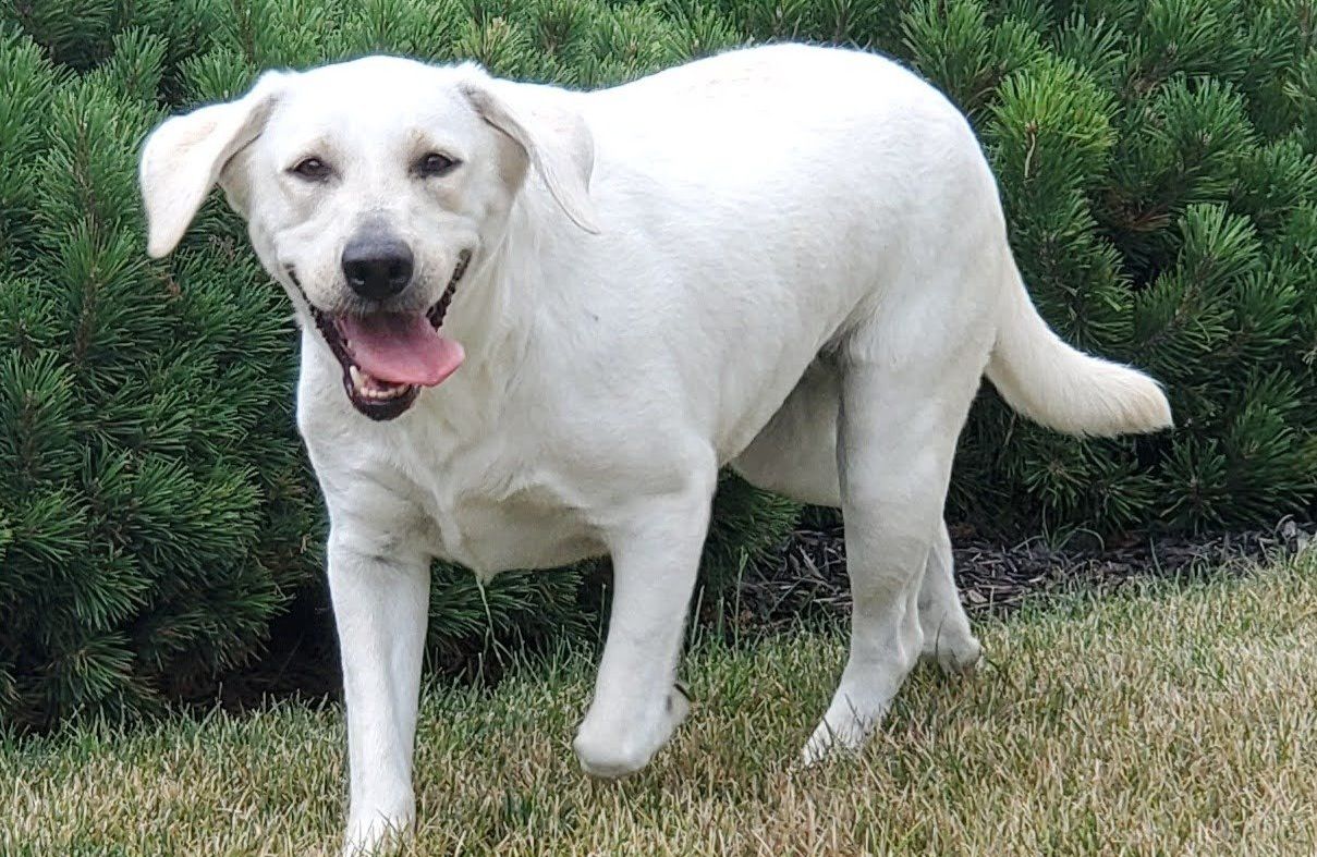 Crystal Acres Labrador Retrievers - Dog breeder Grabill, IN