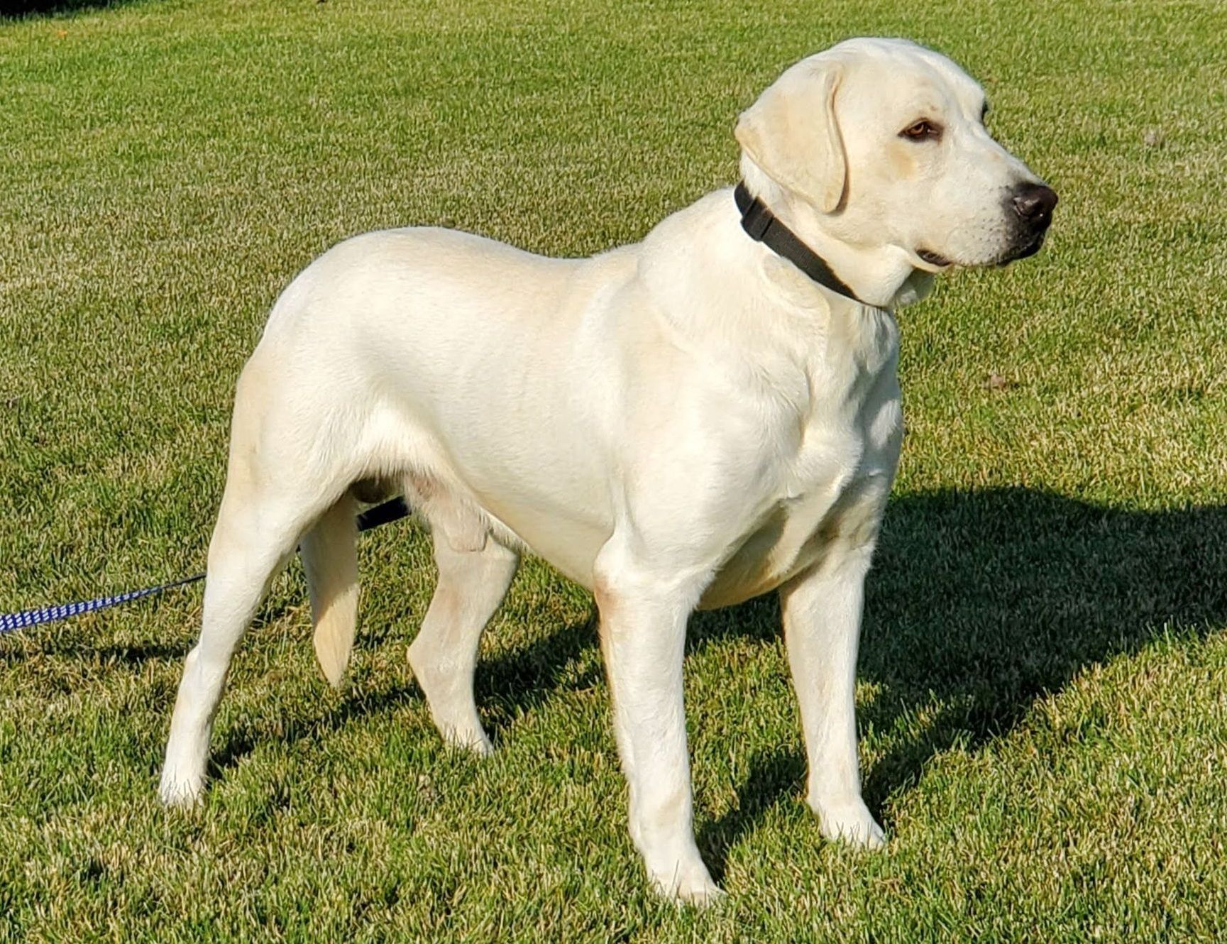 Crystal Acres Labrador Retrievers - Dog breeder Grabill, IN