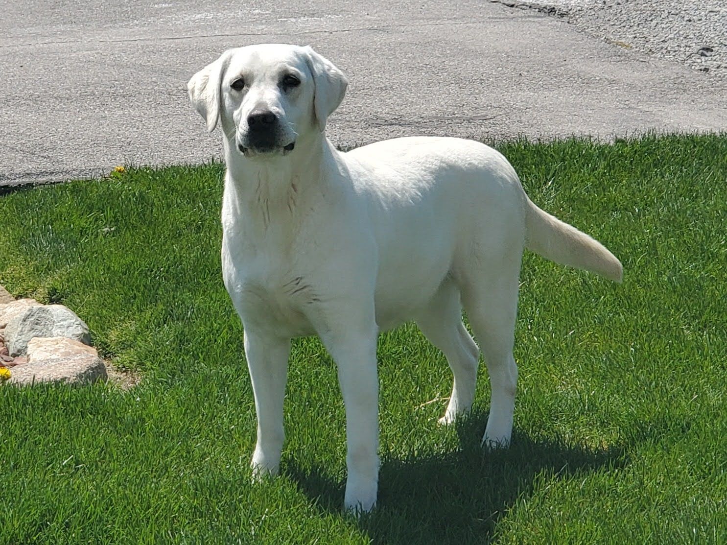 Crystal Acres Labrador Retrievers - Dog breeder Grabill, IN