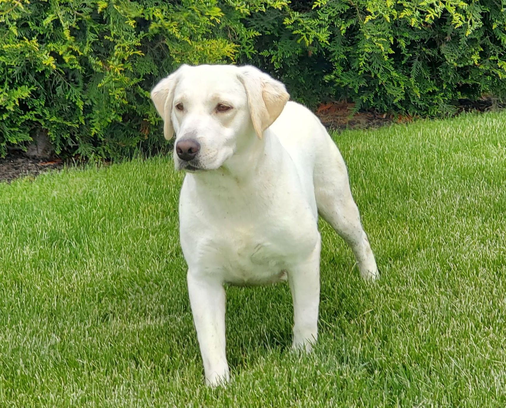 Crystal Acres Labrador Retrievers - Dog breeder Grabill, IN