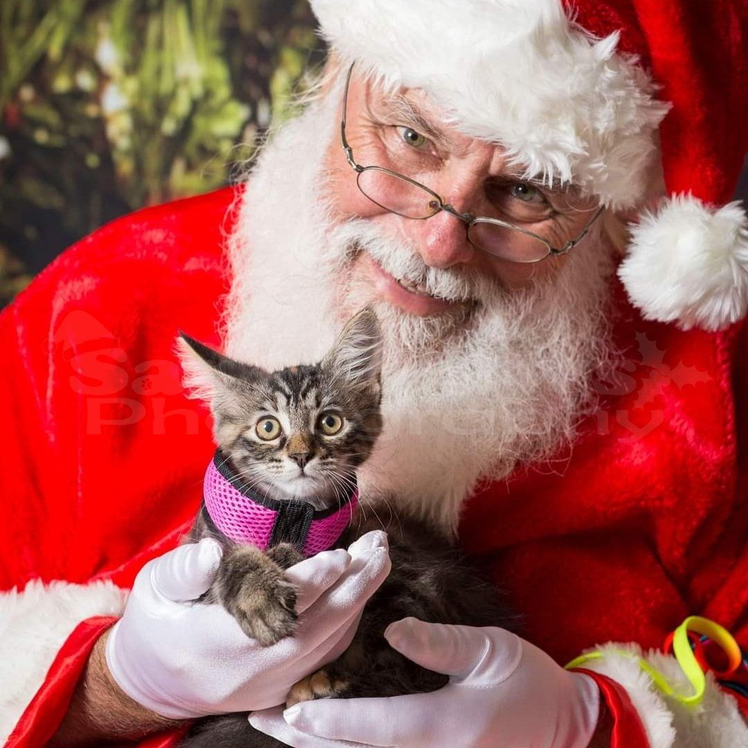 Santa Paws Photography | Toowoomba & Darling Downs
