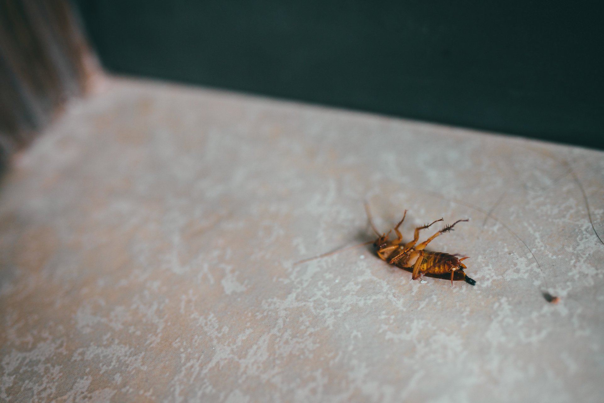 General Pest Control | Camp Hill, QLD | Bunney’s