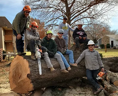 Treetop Tree Services - Tree Services in Arlington, TX