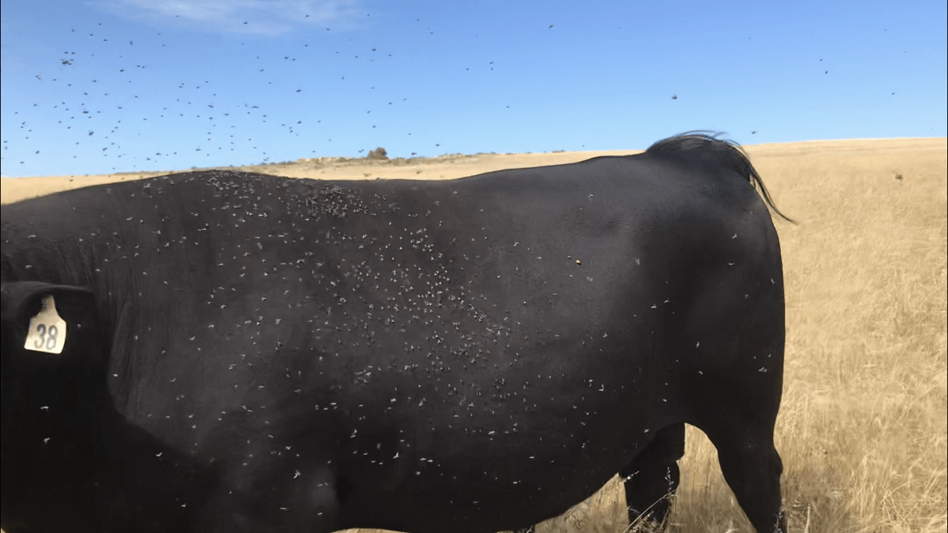 Stable Fly Action Group