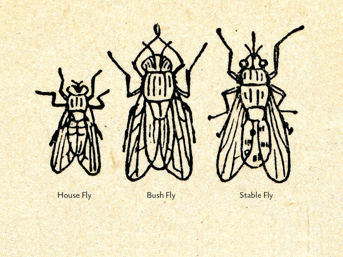 Stable Fly Action Group
