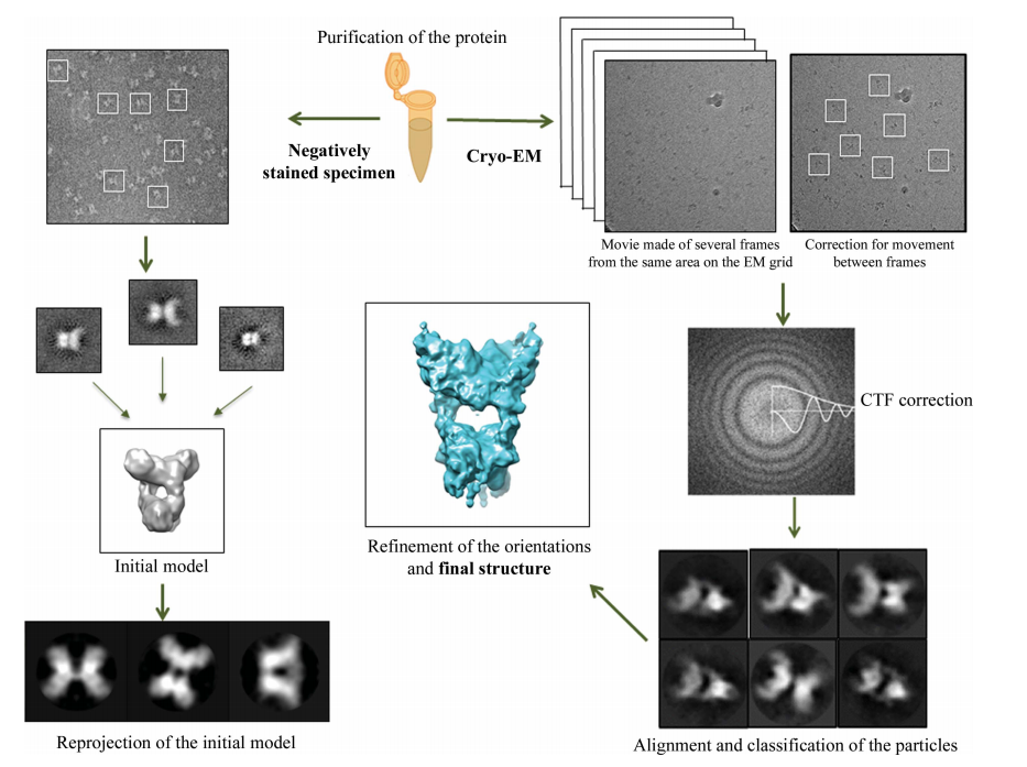 Structural Characterization Methods: NMR, X-Ray Crystallography