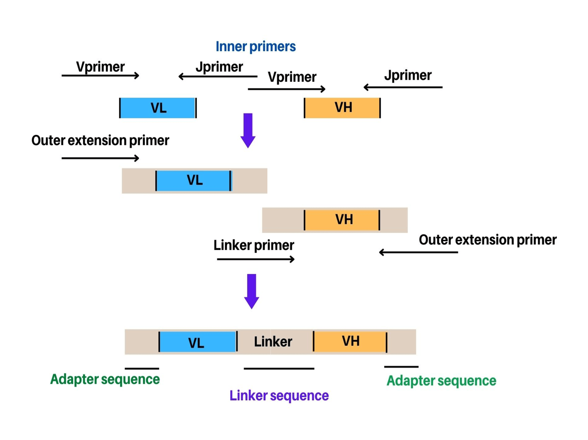 Cloning of Single-Chain Fv Fragments (scFv's)