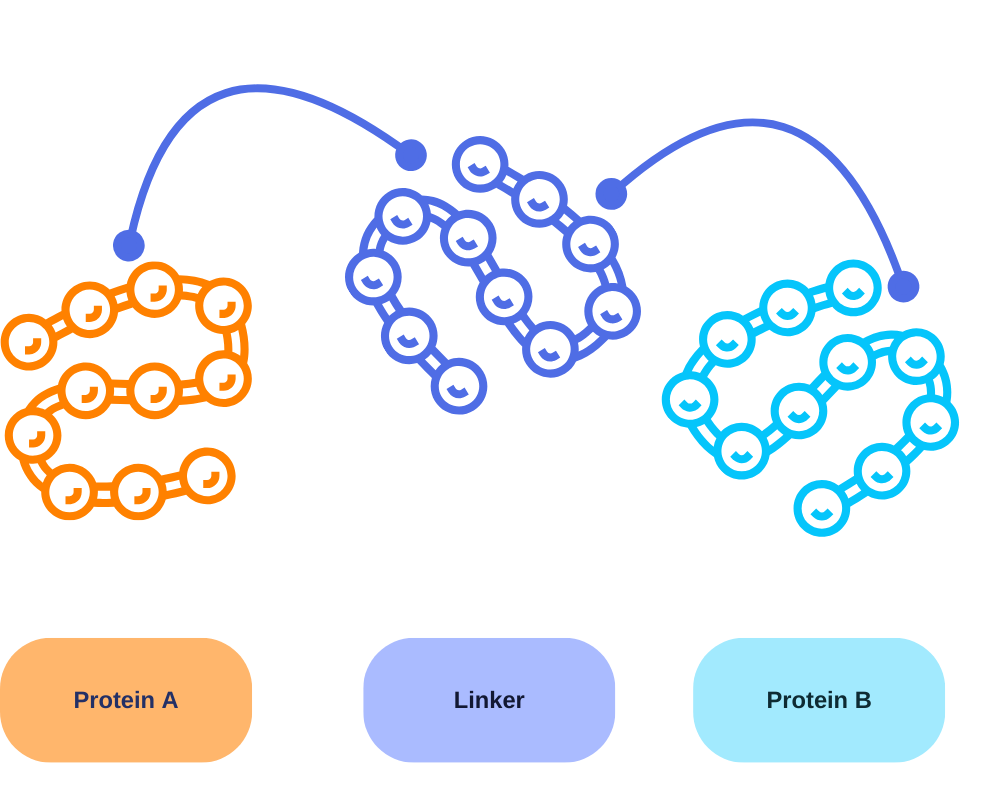 What is a Protein Linker?