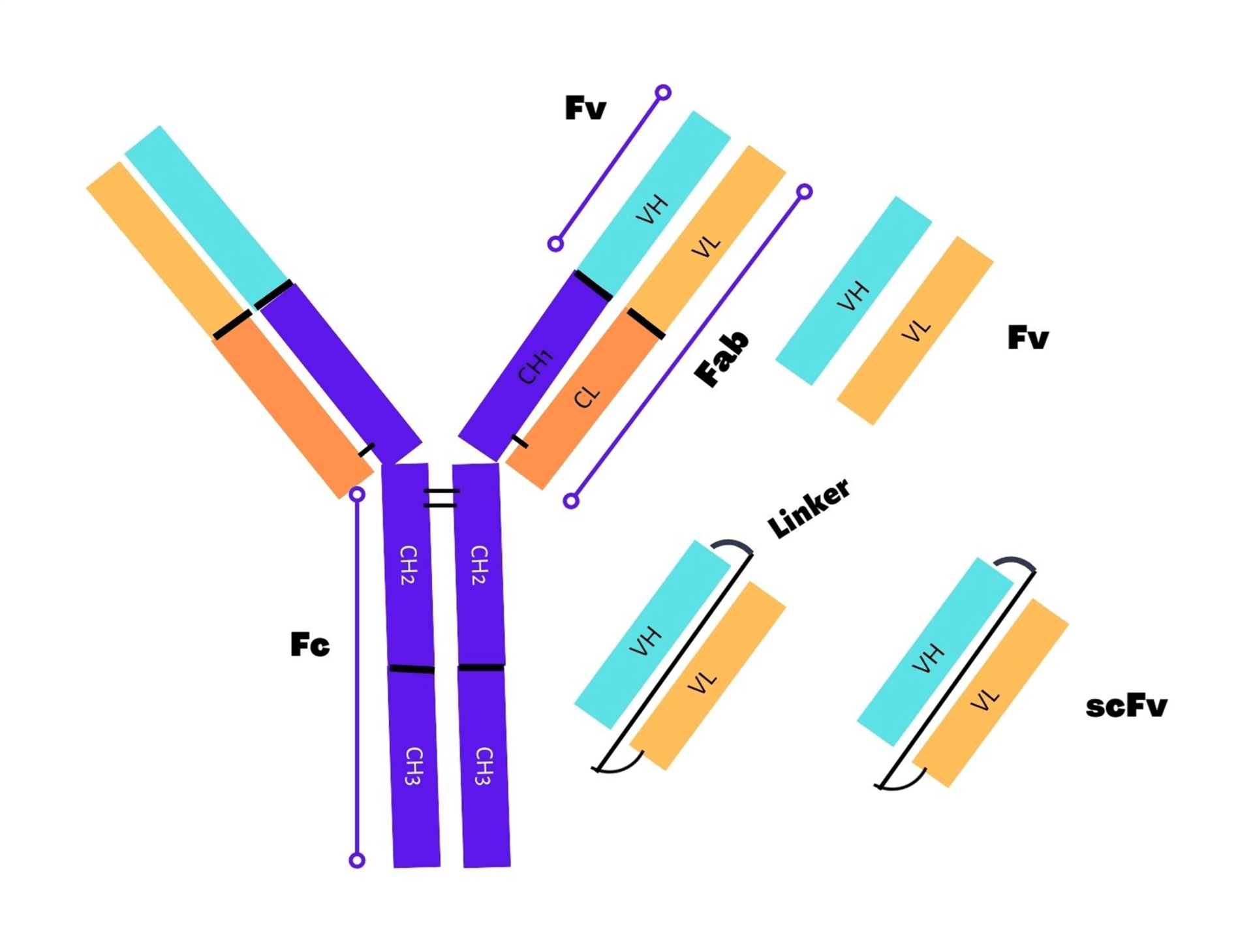 Cloning of Single-Chain Fv Fragments (scFv's)