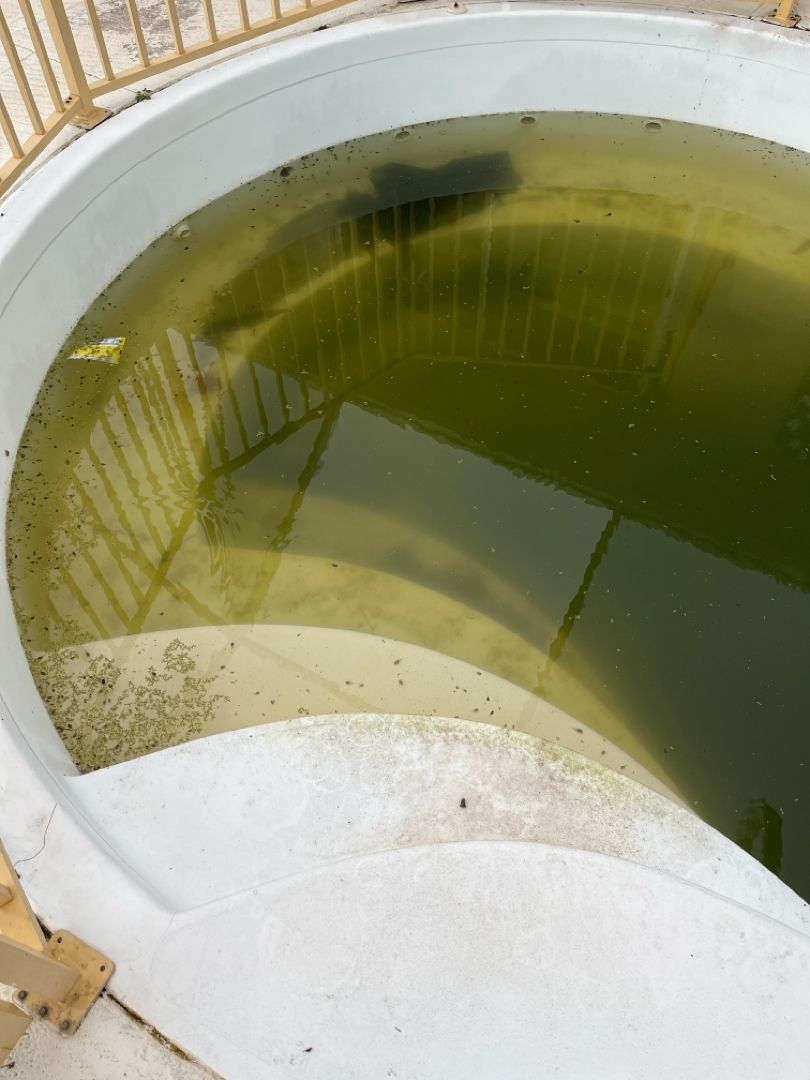 Pool Algae Won't Go Away? It's Time to Check for Phosphates