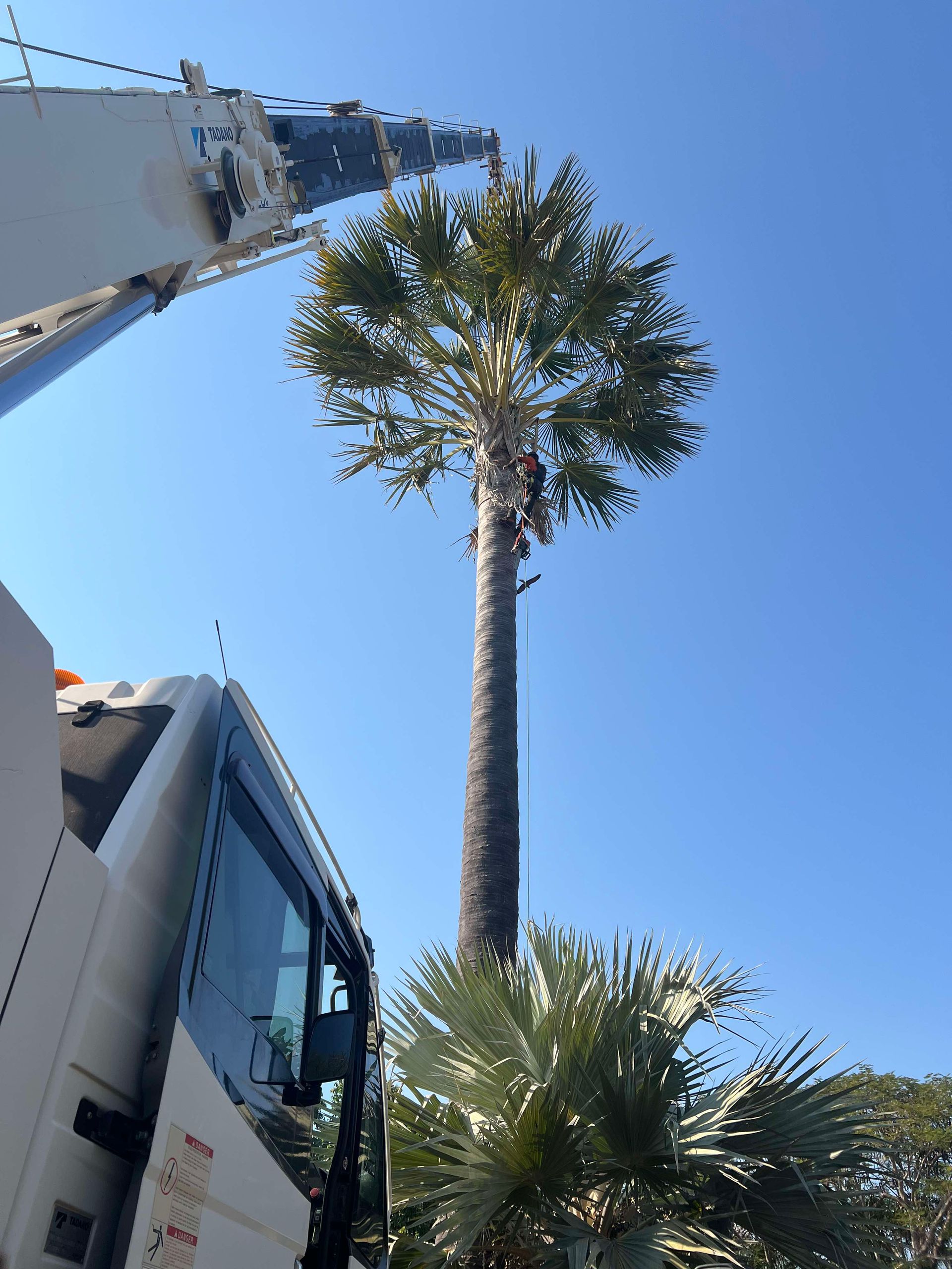 Tree Services in Darwin | Tiger Trees NT