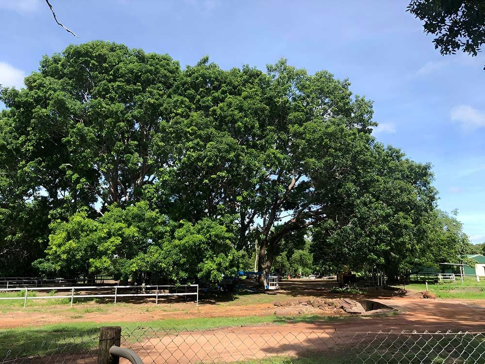 Tree Services in Darwin | Tiger Trees NT