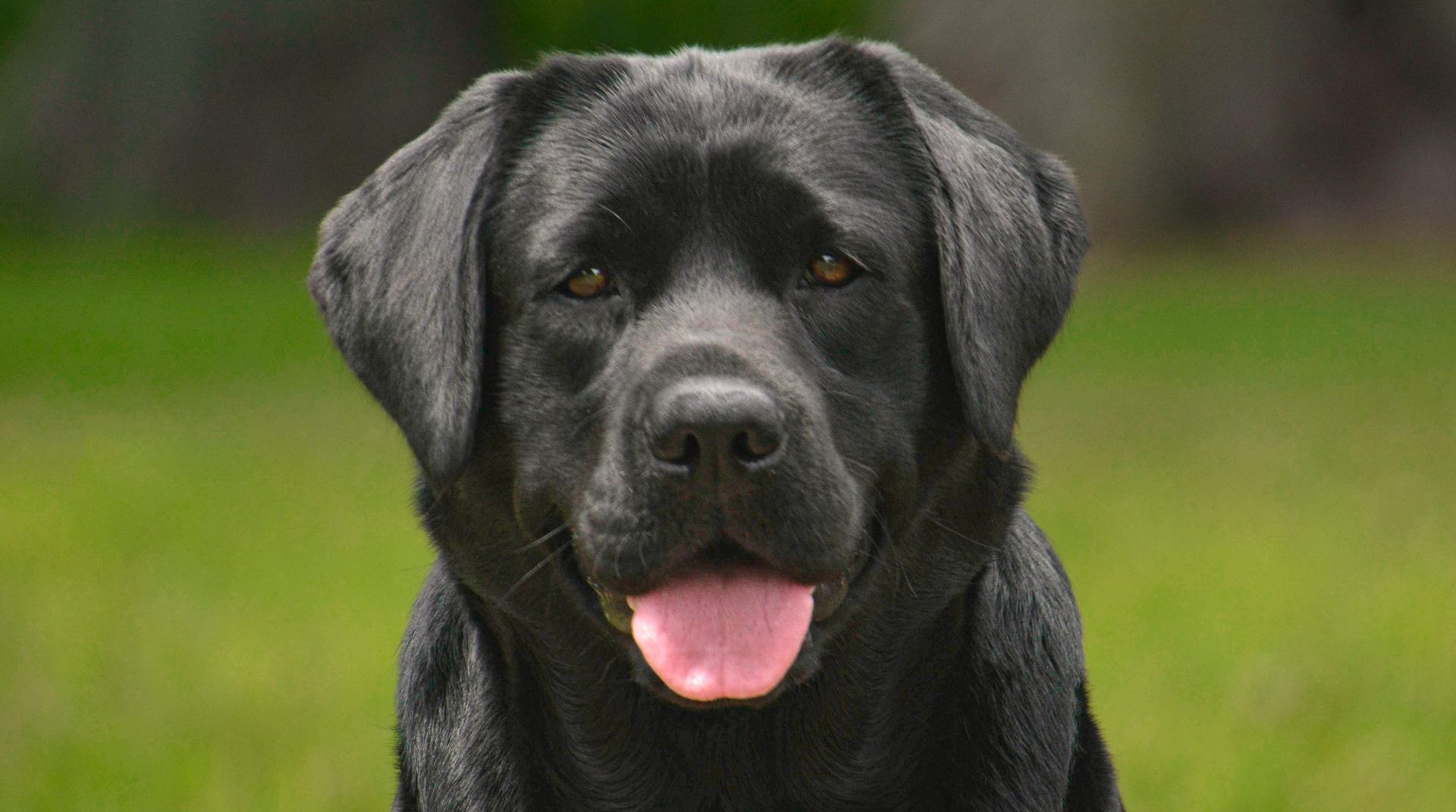 Winnebago Labrador Retriever Club