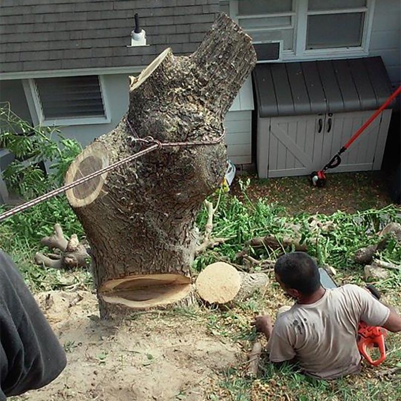 Tree And Landscaping Service | Maui, HI | Friendly Tree Landscaping