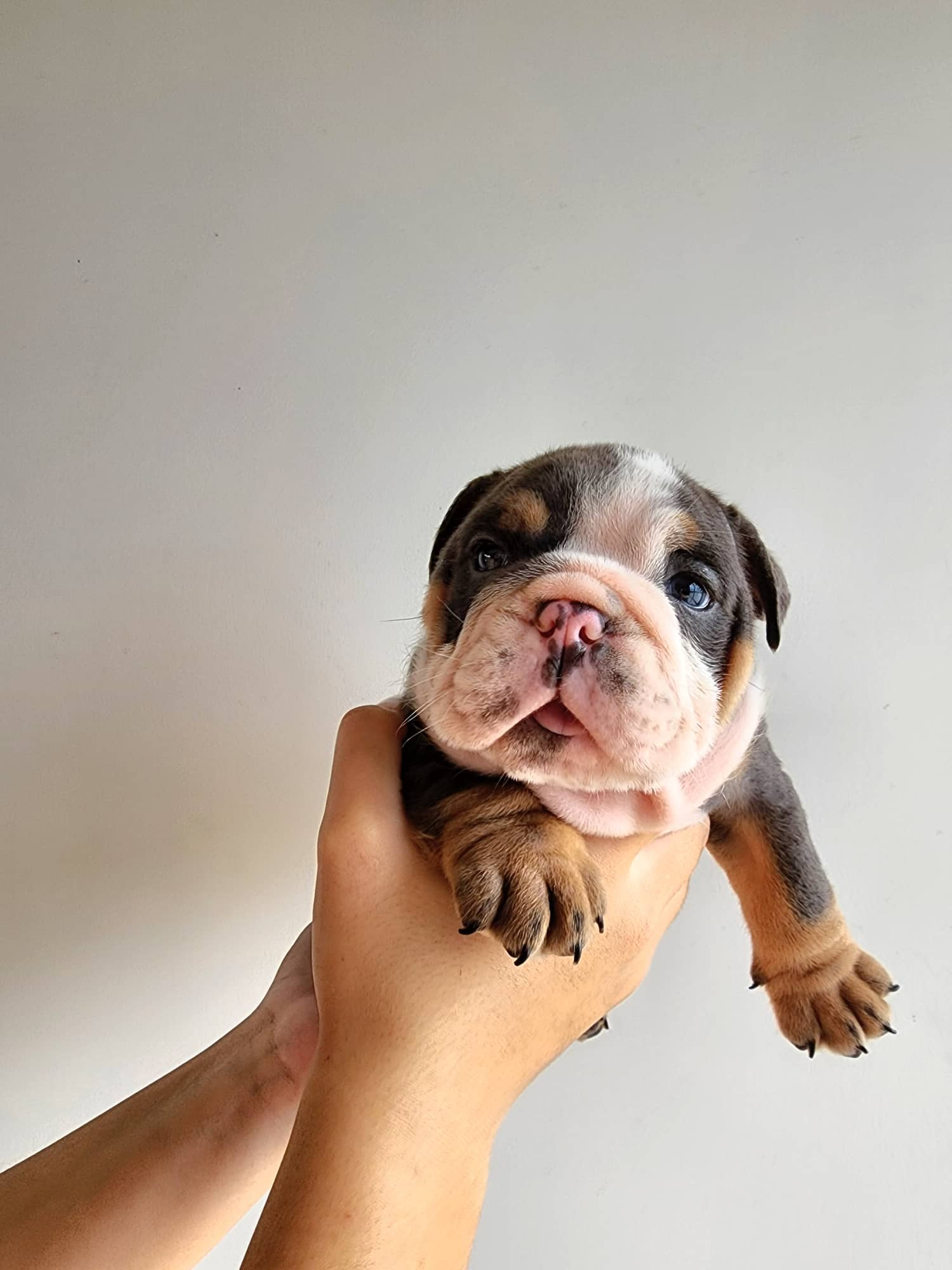 Home [www.nzrarebulldogs.co.nz]