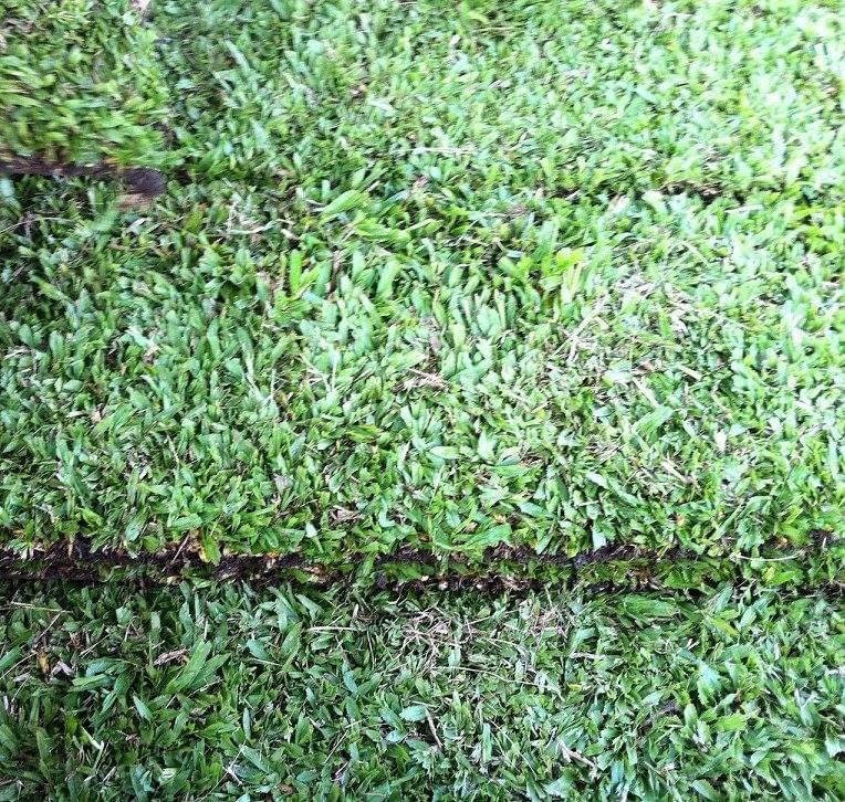 Quality Turf Range | Mackay, QLD | Get Turfed