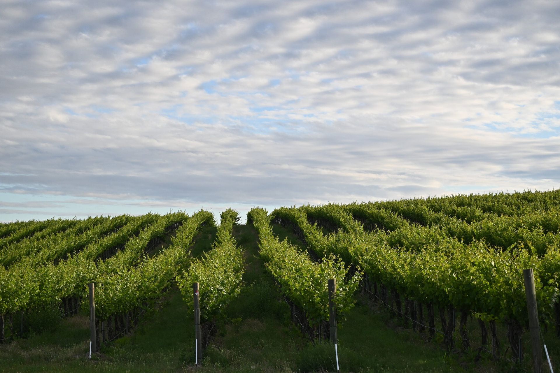 Walla Walla AVA Turns 40! - Pepper Bridge Winery