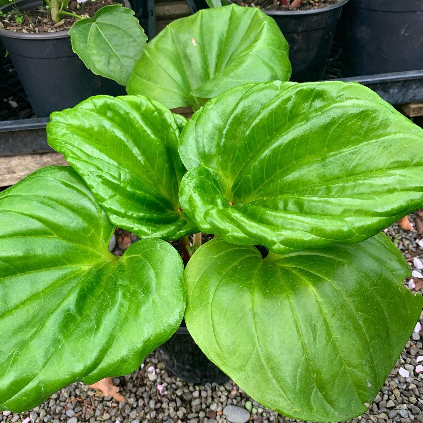 Plant nursery Canterbury – McSaveneys Nursery