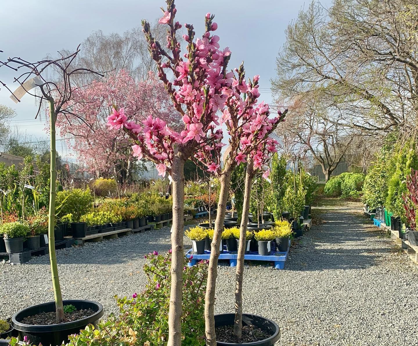 Plant nursery Canterbury – McSaveneys Nursery