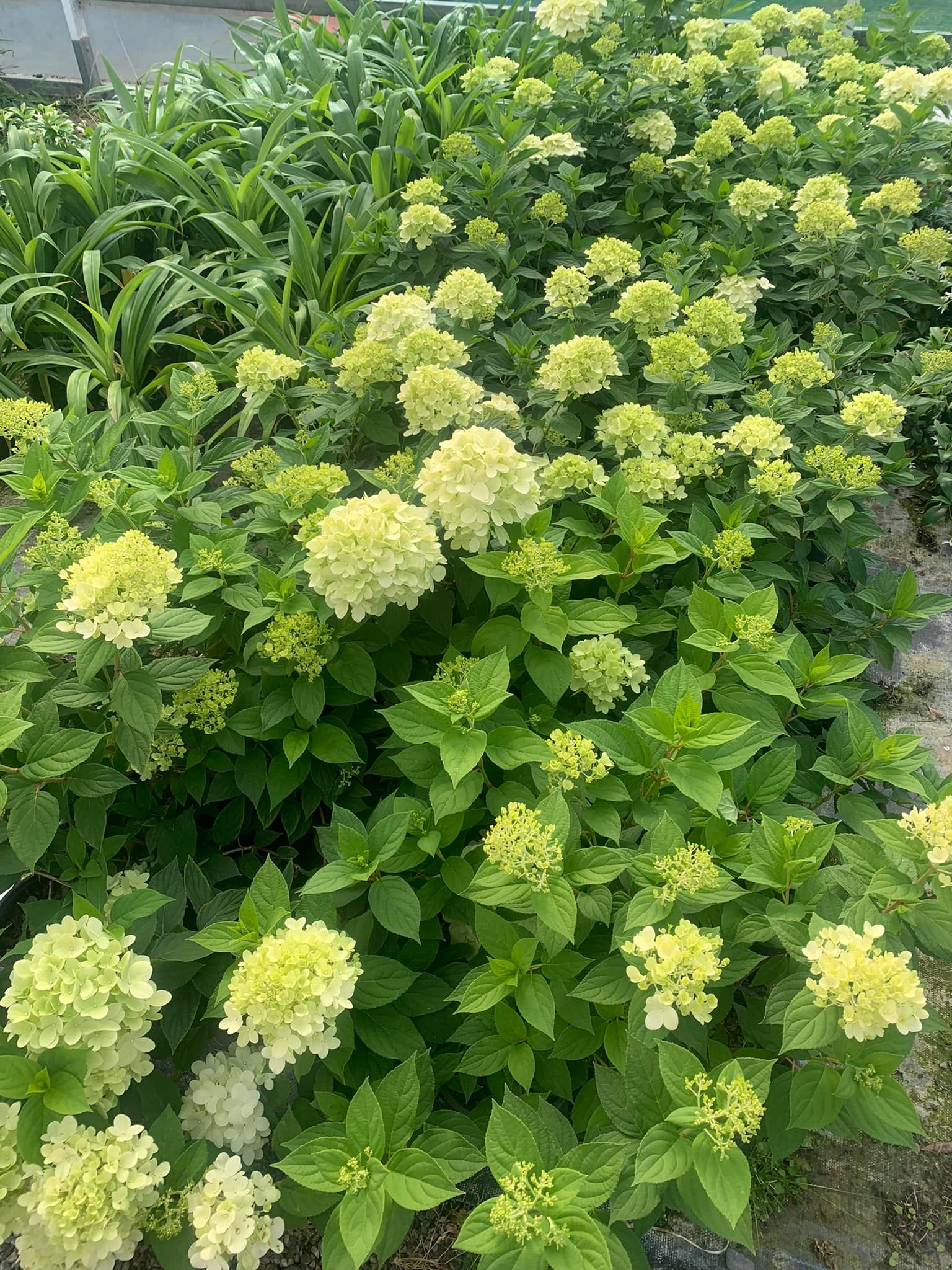 Plant nursery Canterbury – McSaveneys Nursery