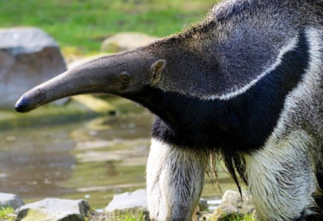 Feeding Adaptations | How Animals Find & Catch Food