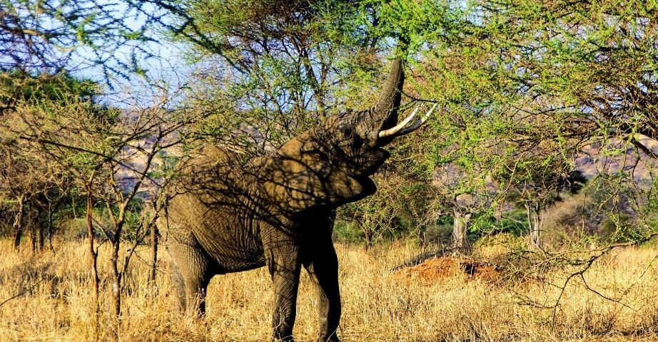 Feeding Adaptations | How Animals Find & Catch Food