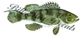 Custom Decals | Decal Connection | Fishing Rod