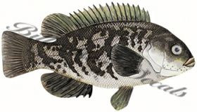 Custom Decals | Decal Connection | Fishing Rod