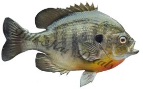 Custom Decals | Decal Connection | Fishing Rod