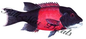 Custom Decals | Decal Connection | Fishing Rod