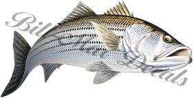 Custom Decals | Decal Connection | Fishing Rod