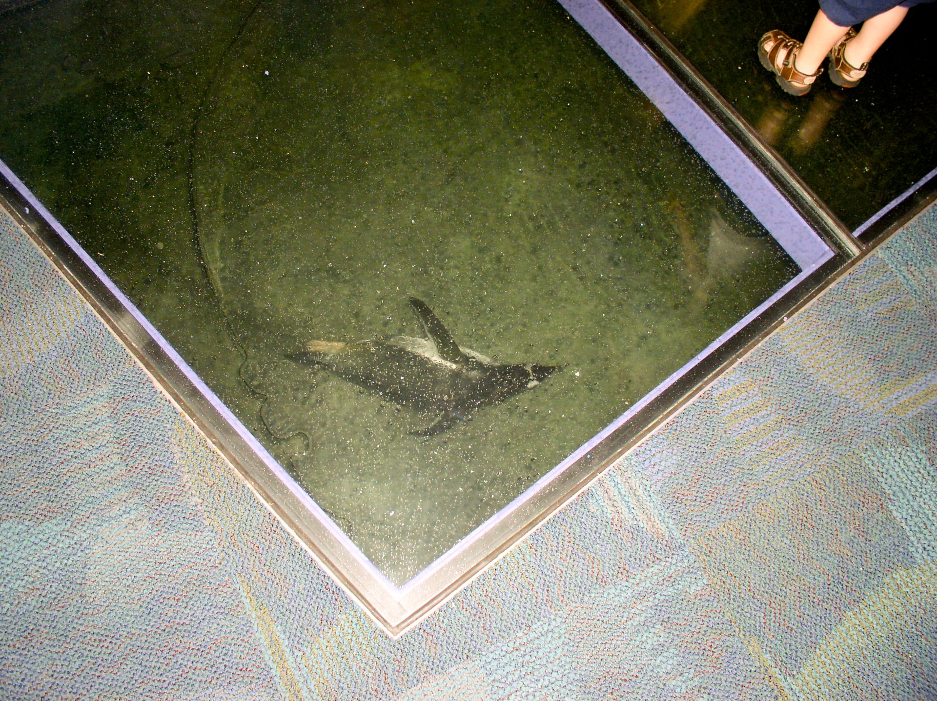 Glass Flooring | Interior Glass Floors | TCG Glass
