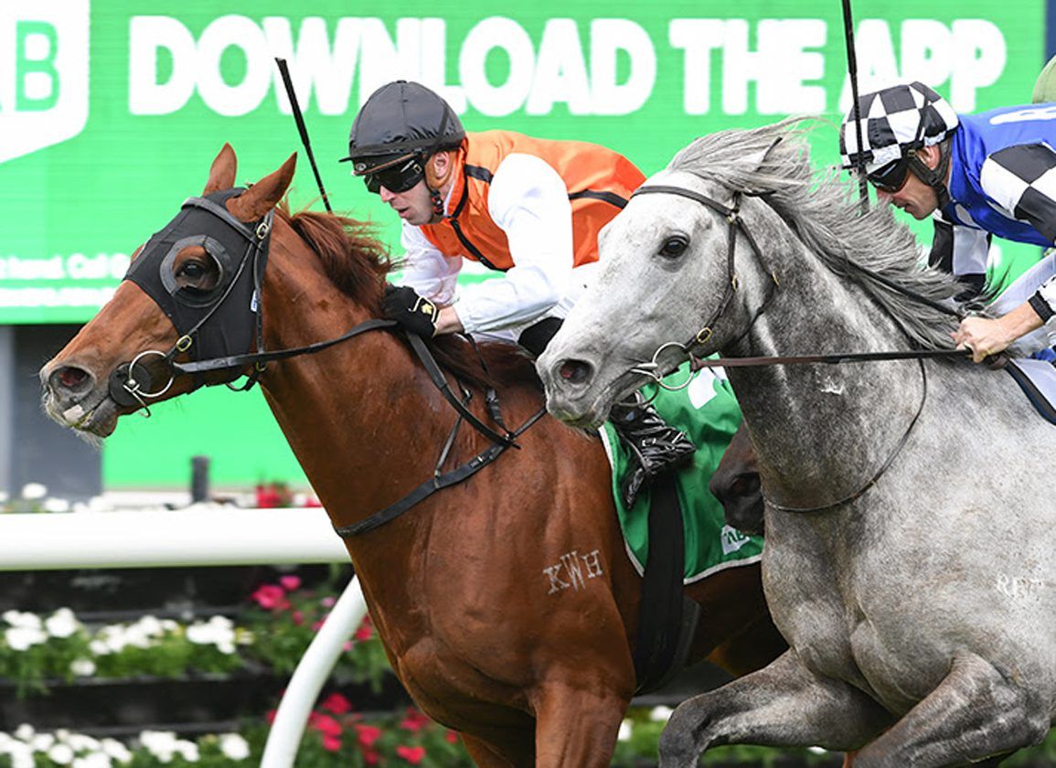 Raheen Stud | Top Ranked Stallion