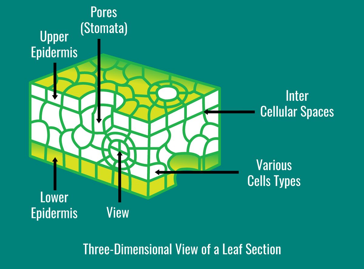 Ferticell® | How it Works