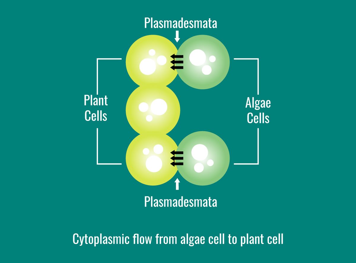 Ferticell® | How it Works
