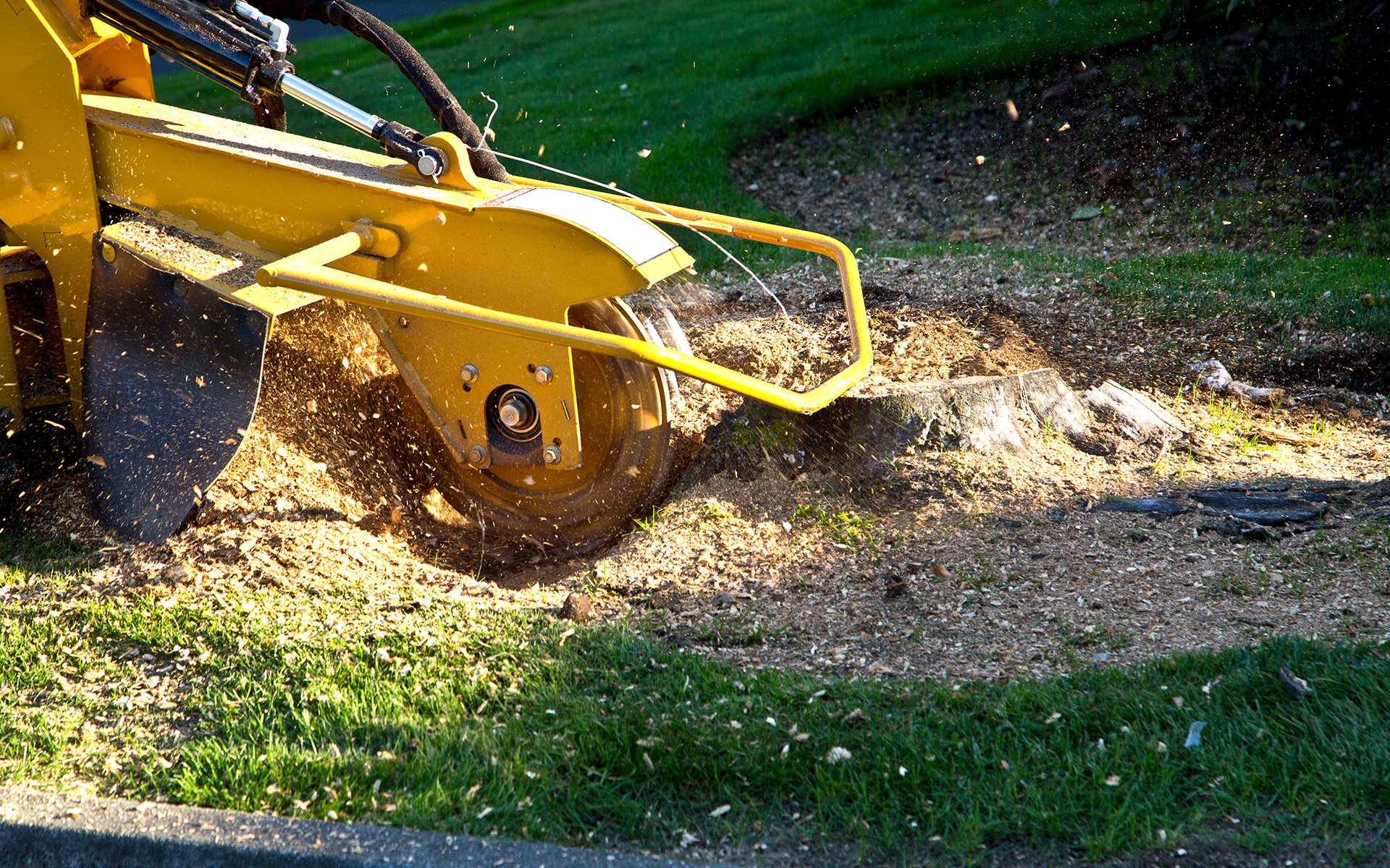 Commercial & Residential Tree Service | Frank's | Cedar Rapids