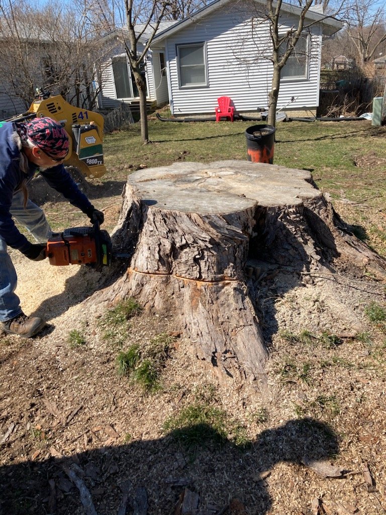 Gallery | Frank's Tree Service: Tree Service
