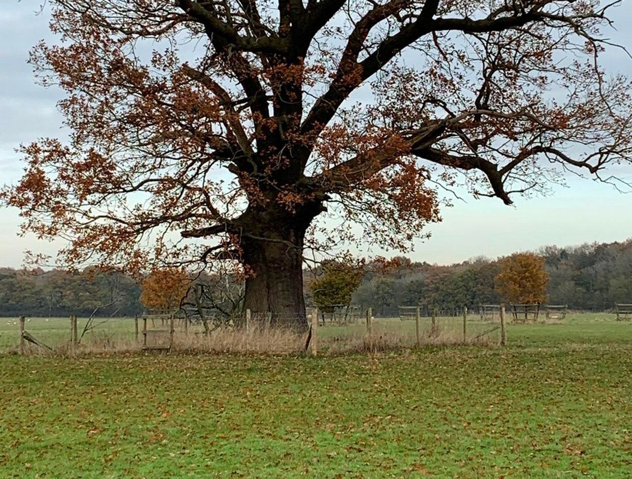 Tree Surgeon Northampton | Local Tree Service