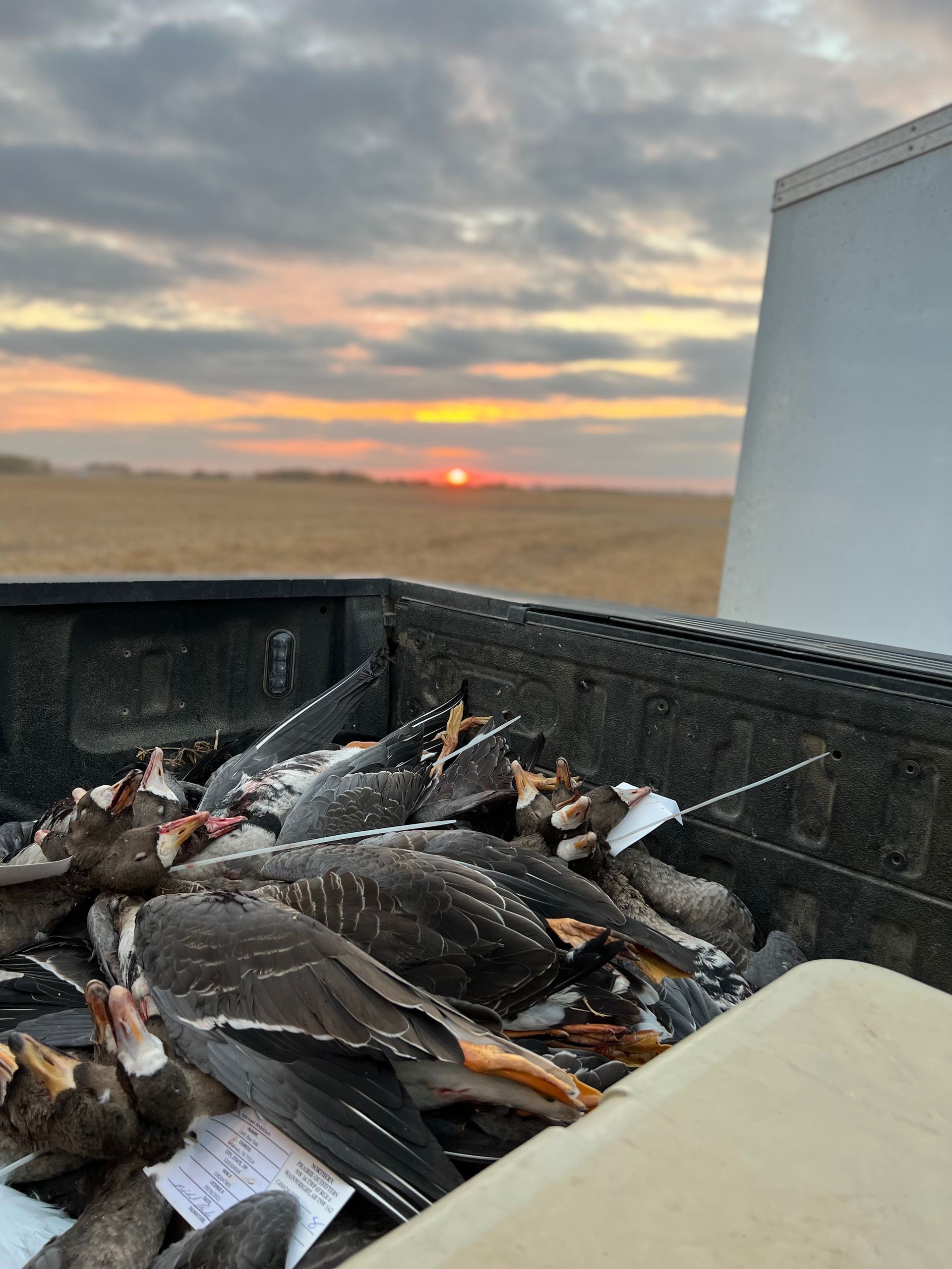 Goose Hunting in Alberta | Hunts | Northern Prairie Outfitters