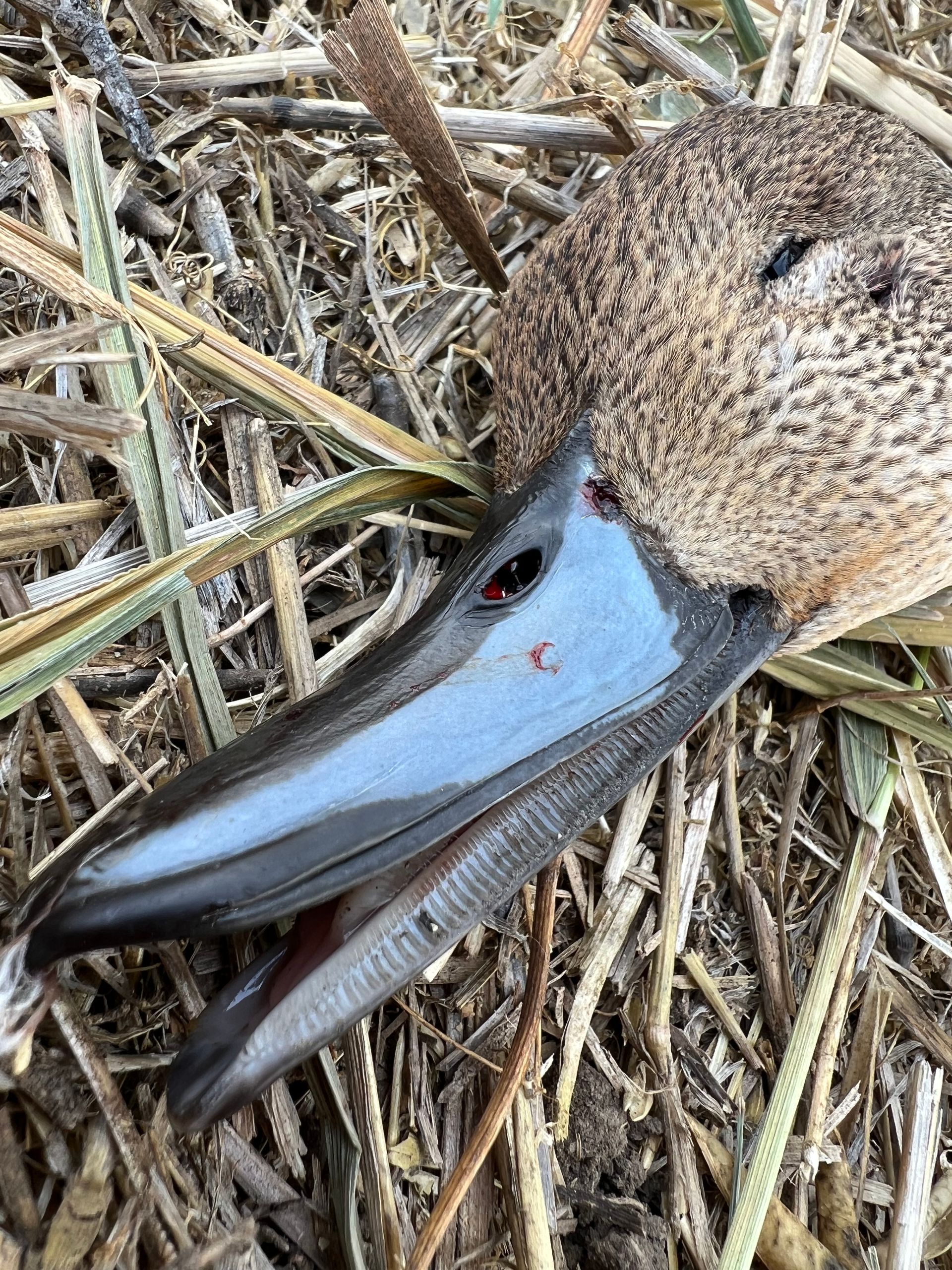 Duck Hunting in Alberta, Candada| Hunts | Northern Prairie Outfitters