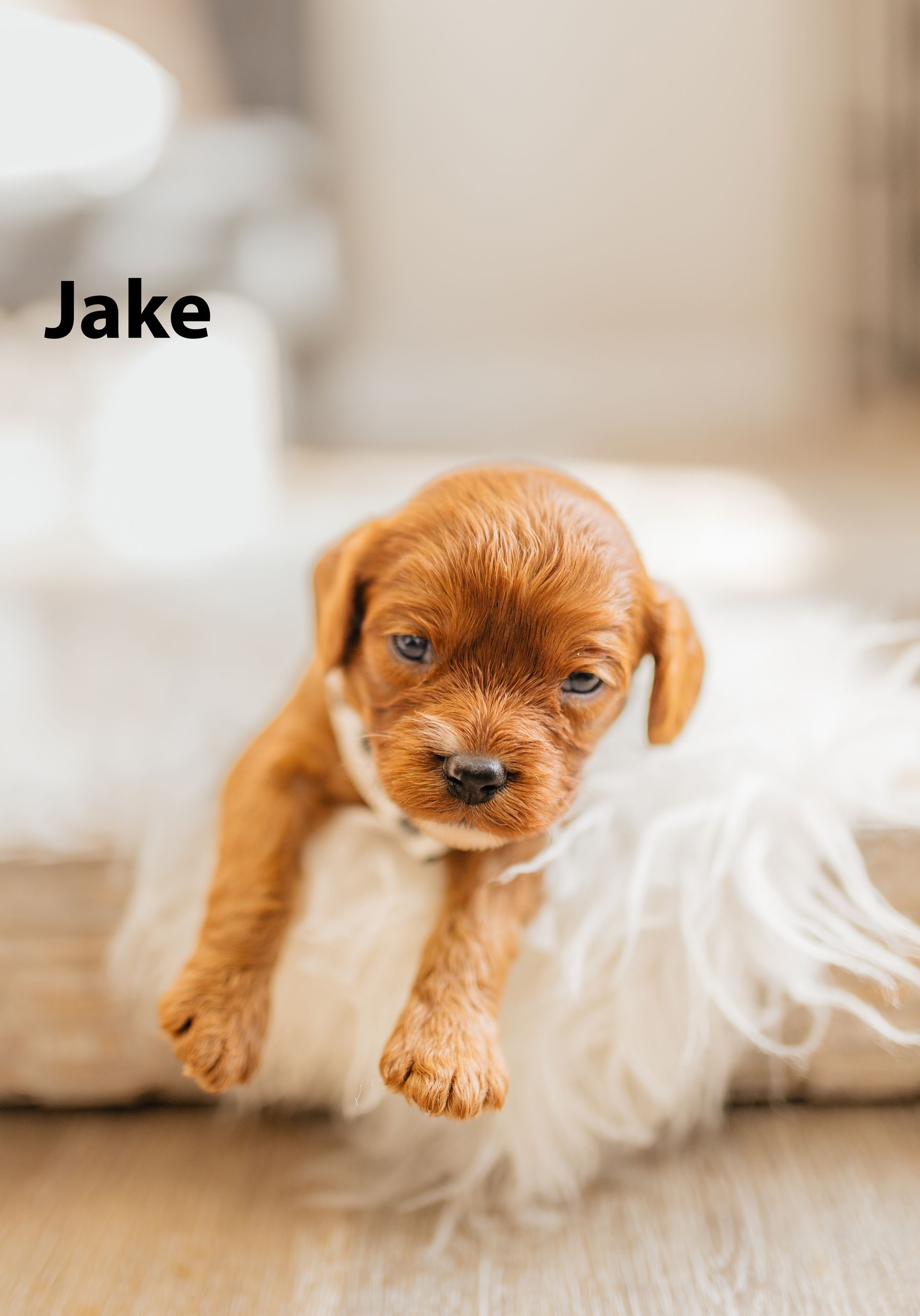 Petit Jean Puppies| Goldendoodles, Cavapoos & Cavapoochons