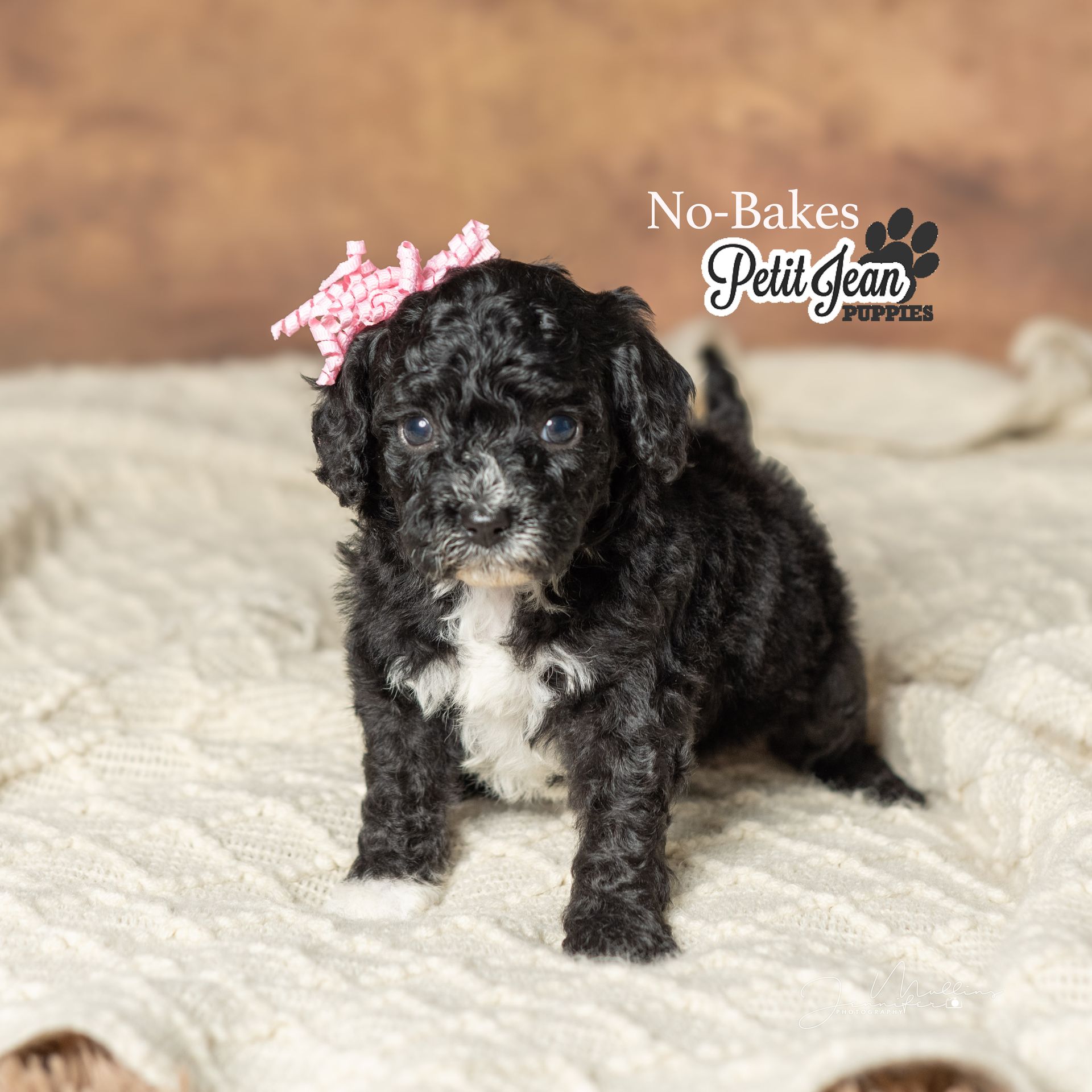 Cavapoo Puppies for Sale | Petit Jean Puppies
