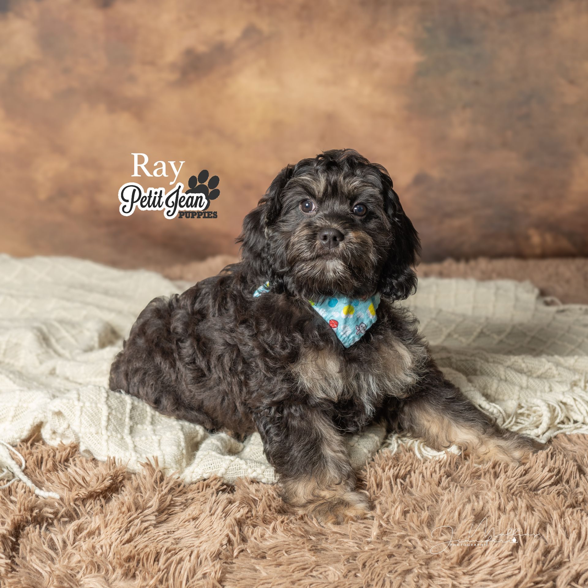 Cavapoo Puppies for Sale | Petit Jean Puppies