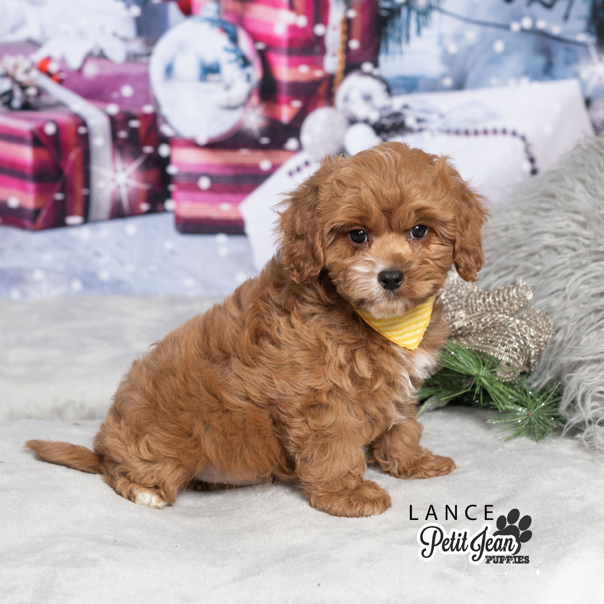 Petit Jean Puppies| Goldendoodles, Cavapoos & Cavapoochons