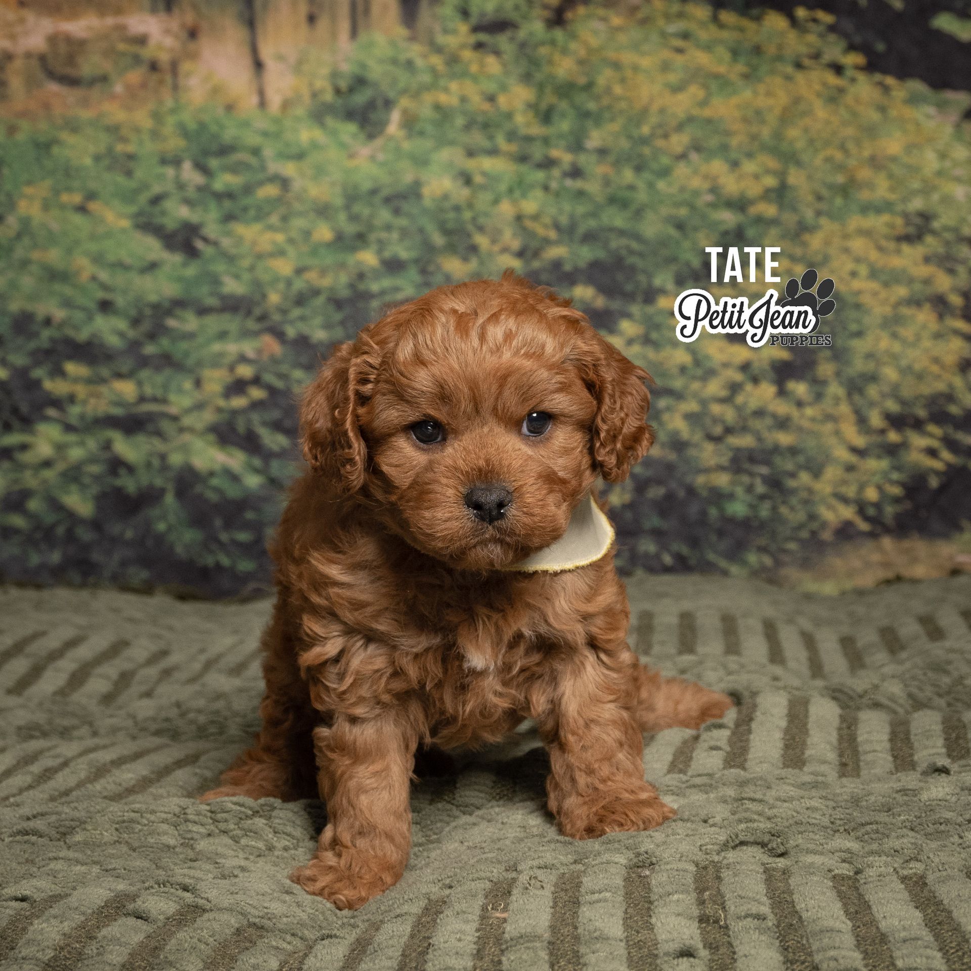 Cavapoo Puppies for Sale | Petit Jean Puppies