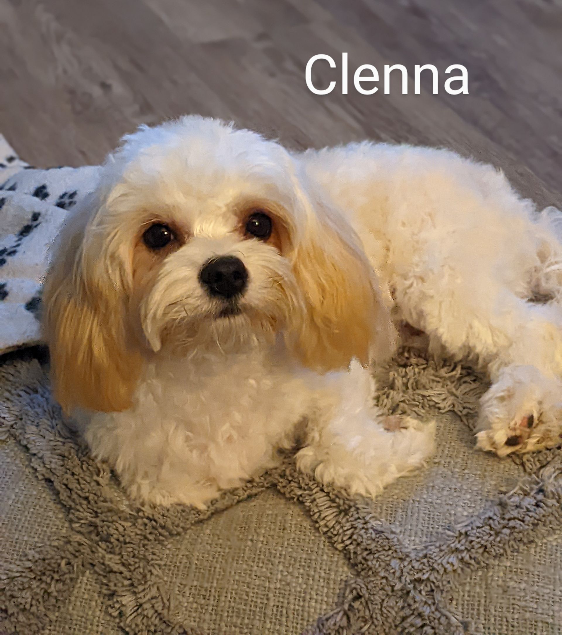 Cavapoochon Pups | Available at Petit Jean Puppies