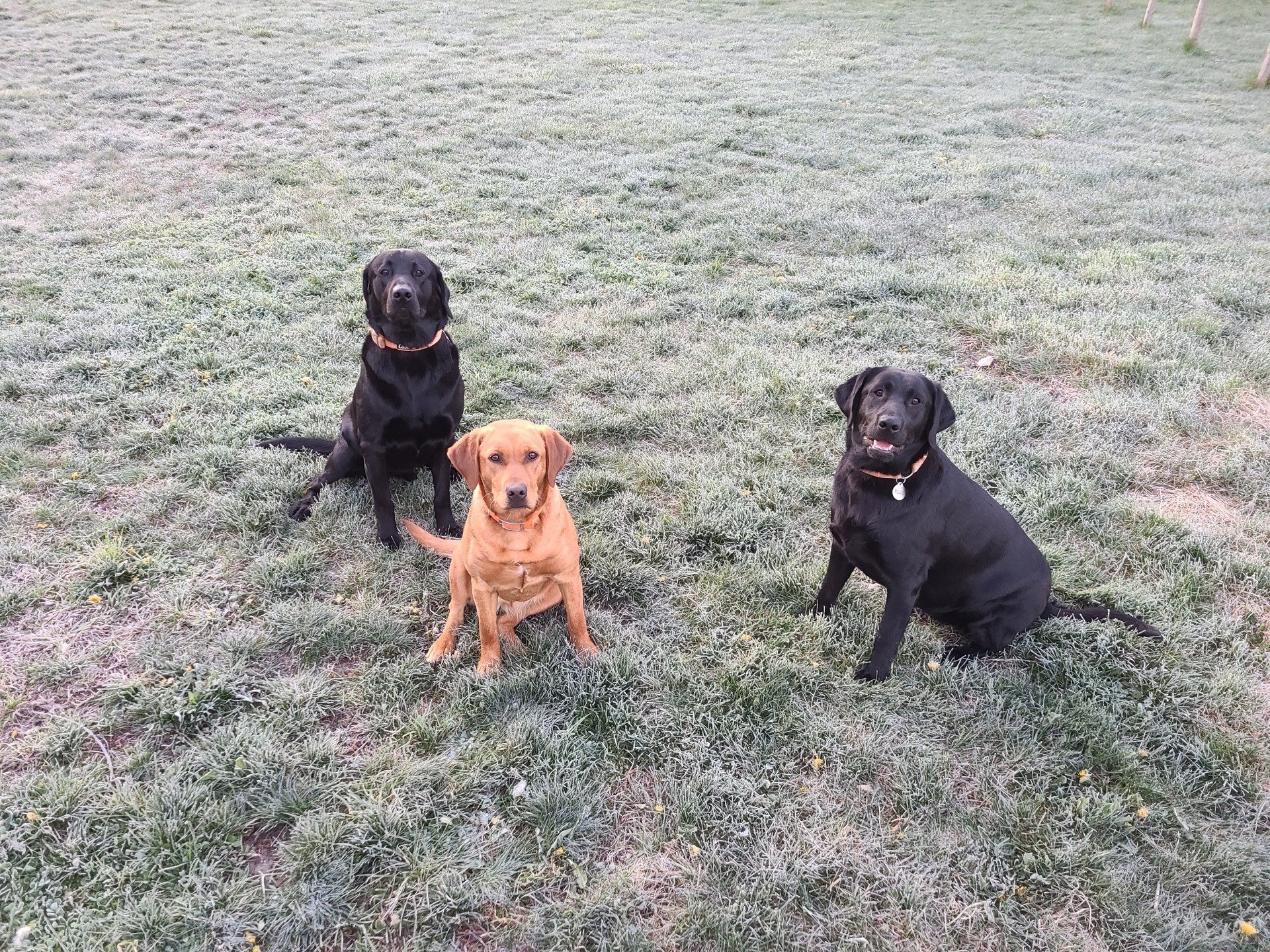 Gallery of Pointing Labs and Puppies from our Kennel