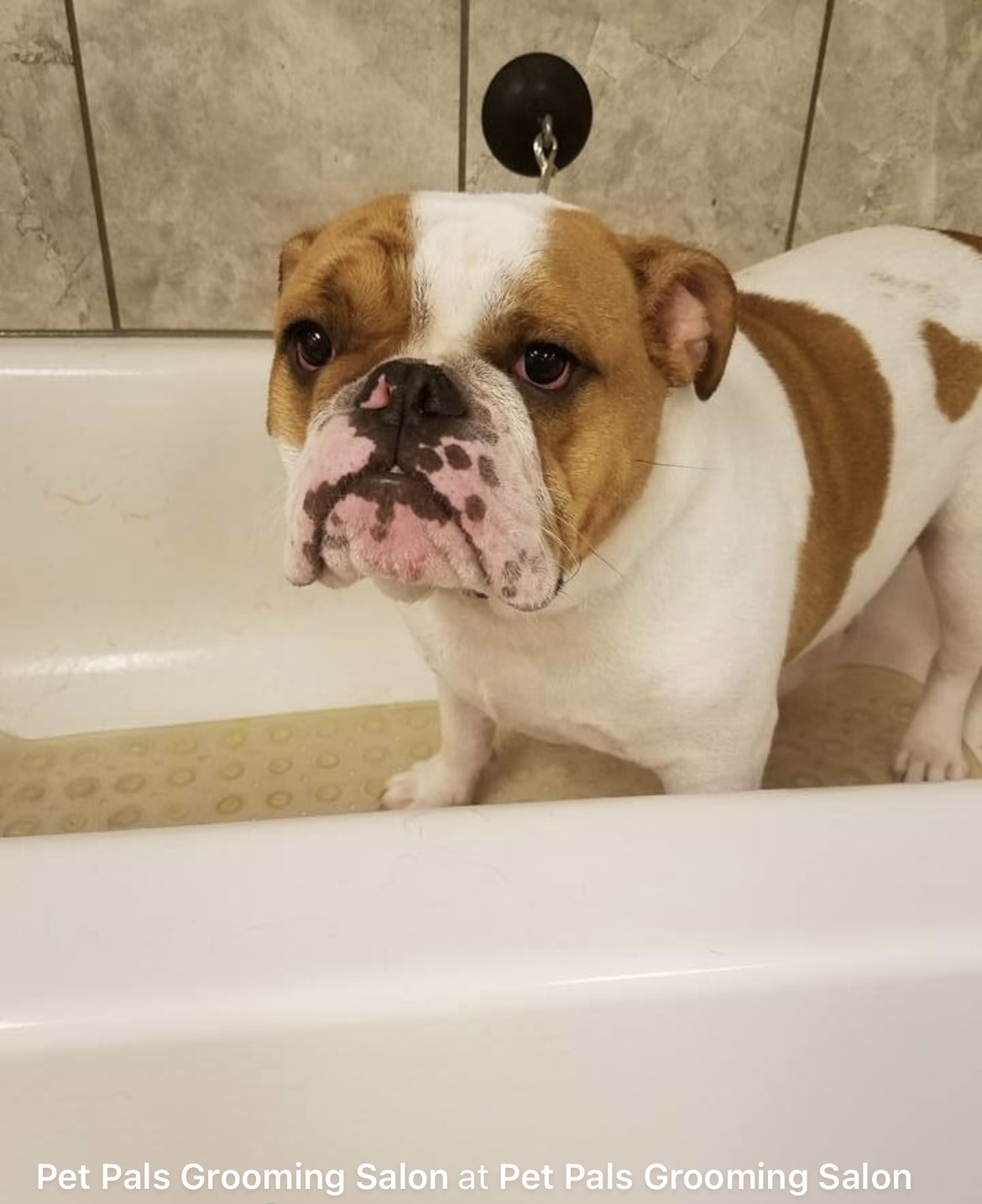 Pet Pals Grooming Salon